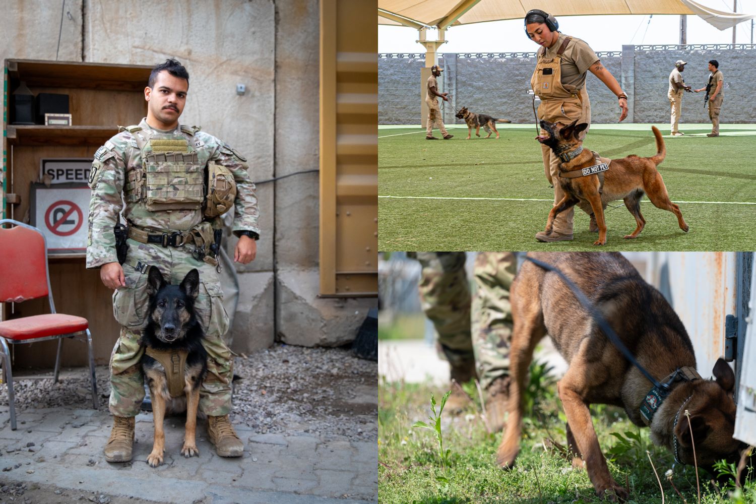 Loyal Partners - Military Working Dogs in Action and Preparation