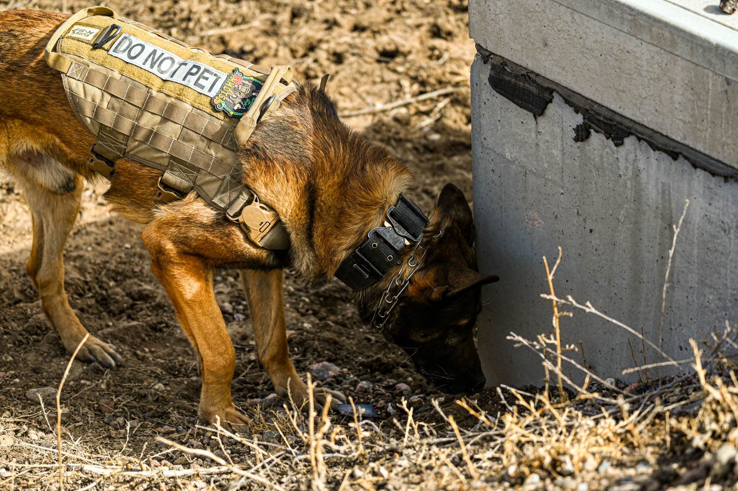 Loyal Partners - Military Working Dogs in Action and Preparation